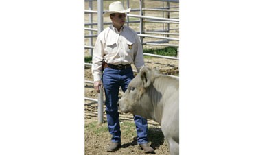 Rustlers keeping special cattle rangers busy - Law Officer