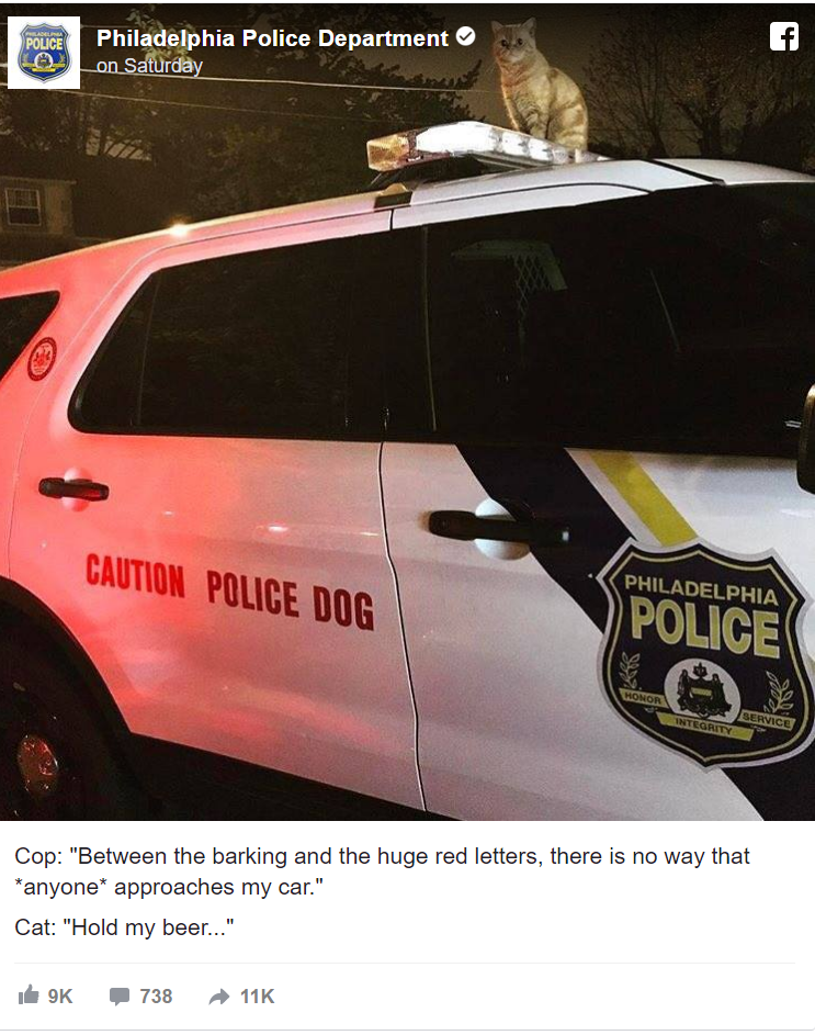 Cat Takes Over Philadelphia K9 Car - Law Officer