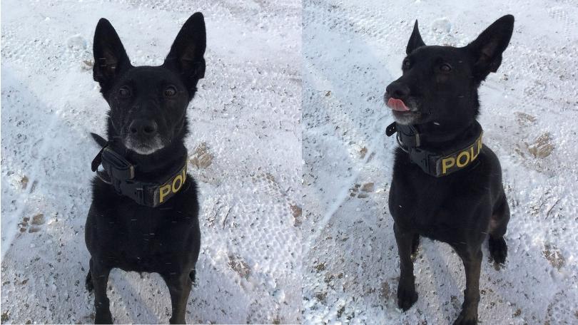 Police K9 Sees Shadow, Predicts Six Weeks Of Winter – Law Officer