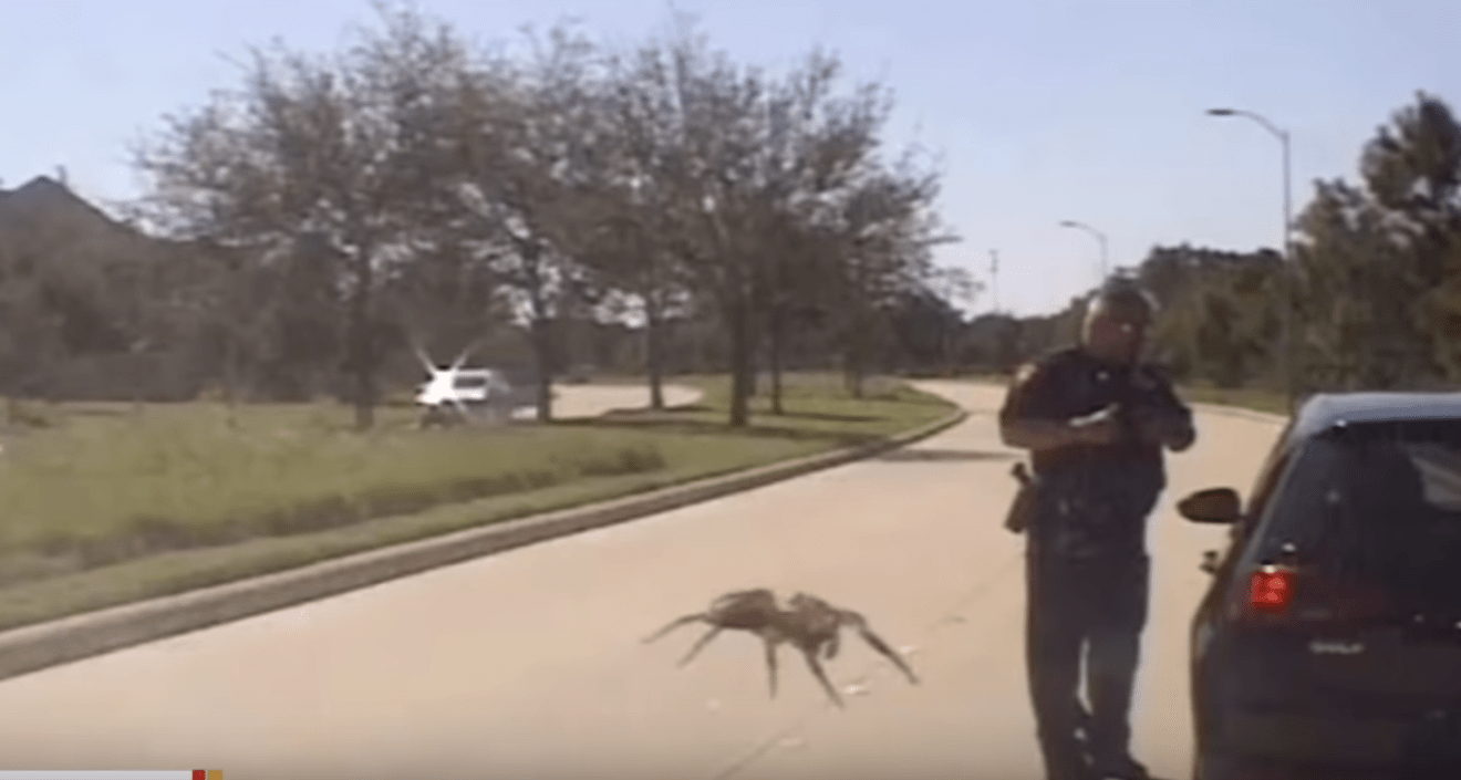 Watch Giant Spider Attack Police Officer…..Sort of…. – Law Officer