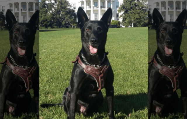 Secret Service K9 set to receive high honor - Law Officer