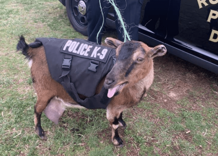 Connecticut police introduce newest service animal – Law Officer