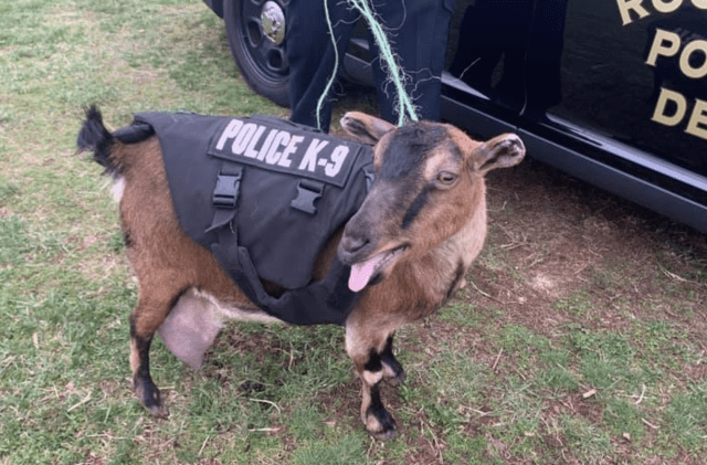 Connecticut police introduce newest service animal – Law Officer