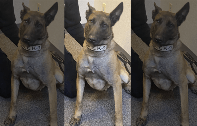Oklahoma police K9 put to rest after training accident - Law Officer