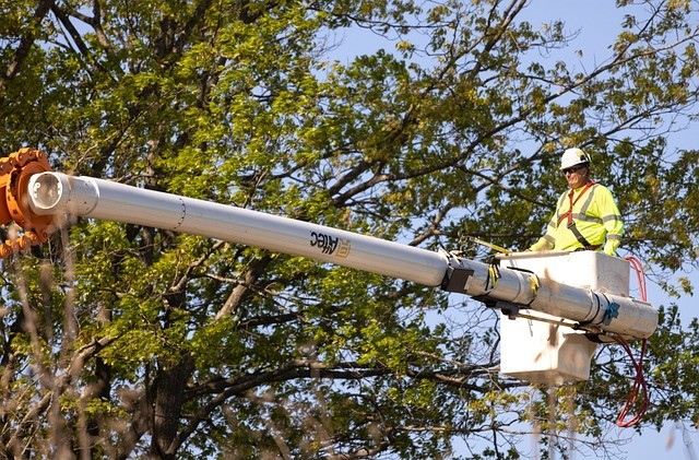 Man working as tree trimmer dies after being pulled head first into ...