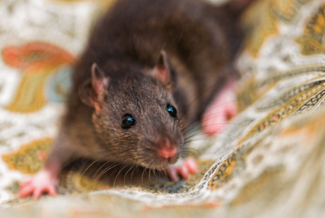 Rat infestation at New Orleans Police headquarters leaves rodents ...